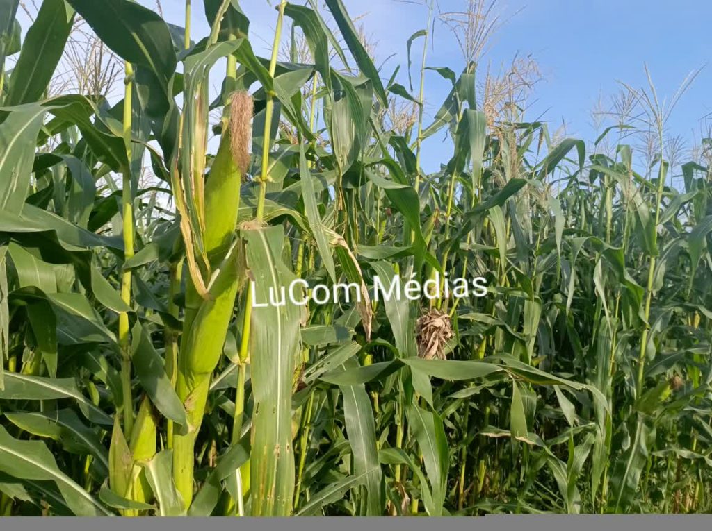 Luilu agriculture : 50 mekas de maïs pour 50 carrés de champs, les ...